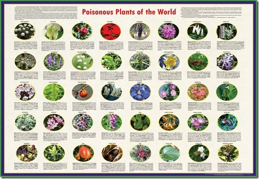 Poisonous Plants: A Gardeners Guide To The Top 100 Poisonous Plants
